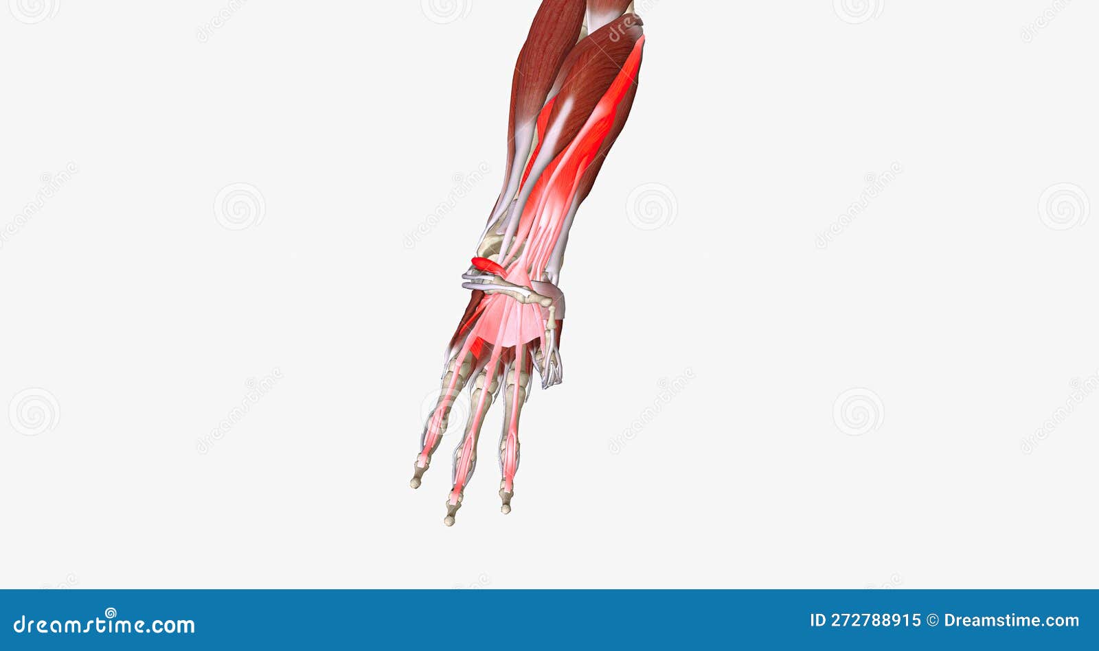 Hand Grip is the Action of Grasping and Manipulating Objects Stock ... Hand Grip is the Action of Grasping and Manipulating Objects Stock ...