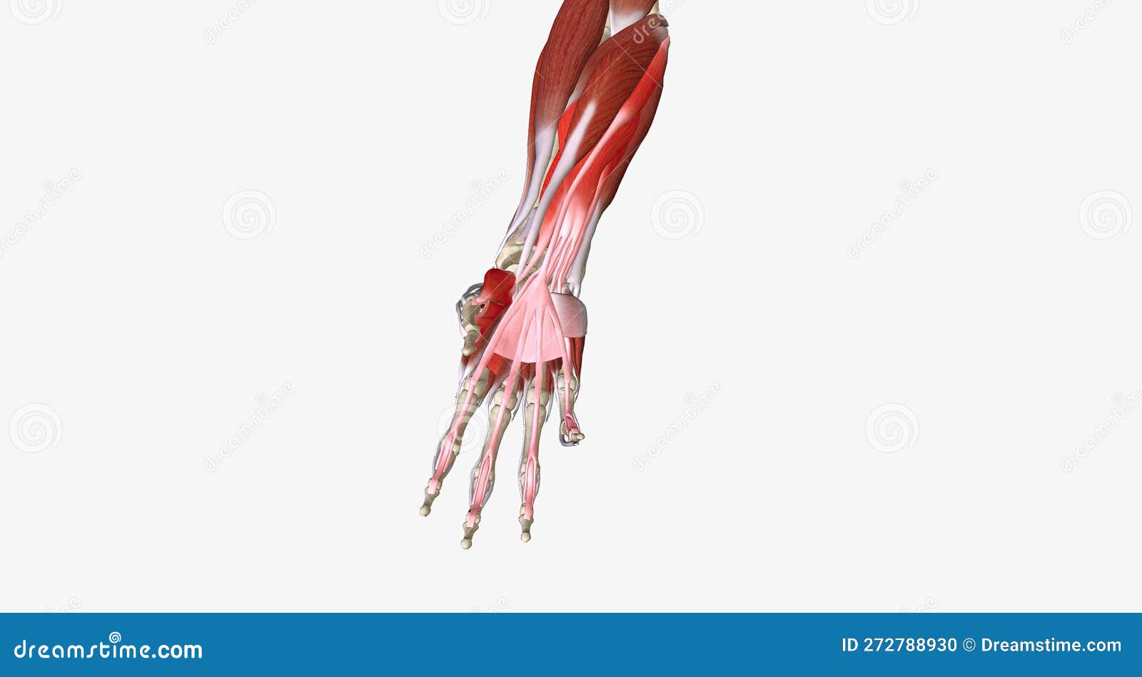 Hand Grip is the Action of Grasping and Manipulating Objects Stock ...