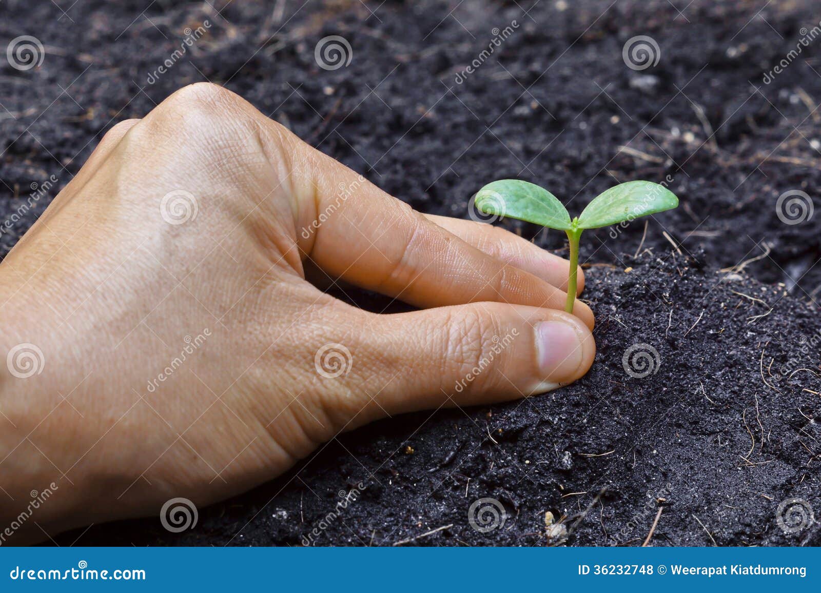 Hand growing a tree stock photo. Image of care, growing - 36232748