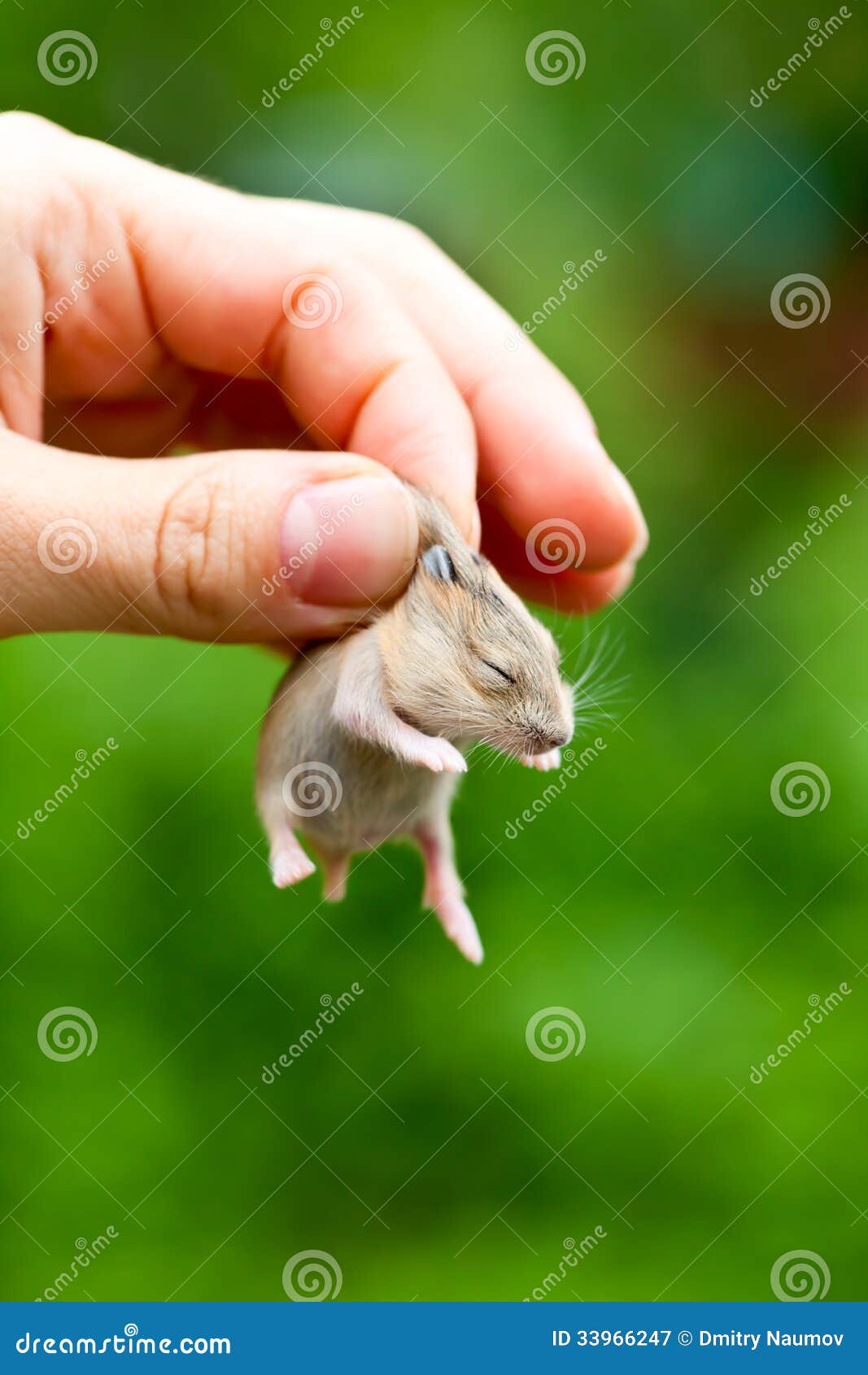 Hand with hamster pup stock image. Image of hand, small - 33966247