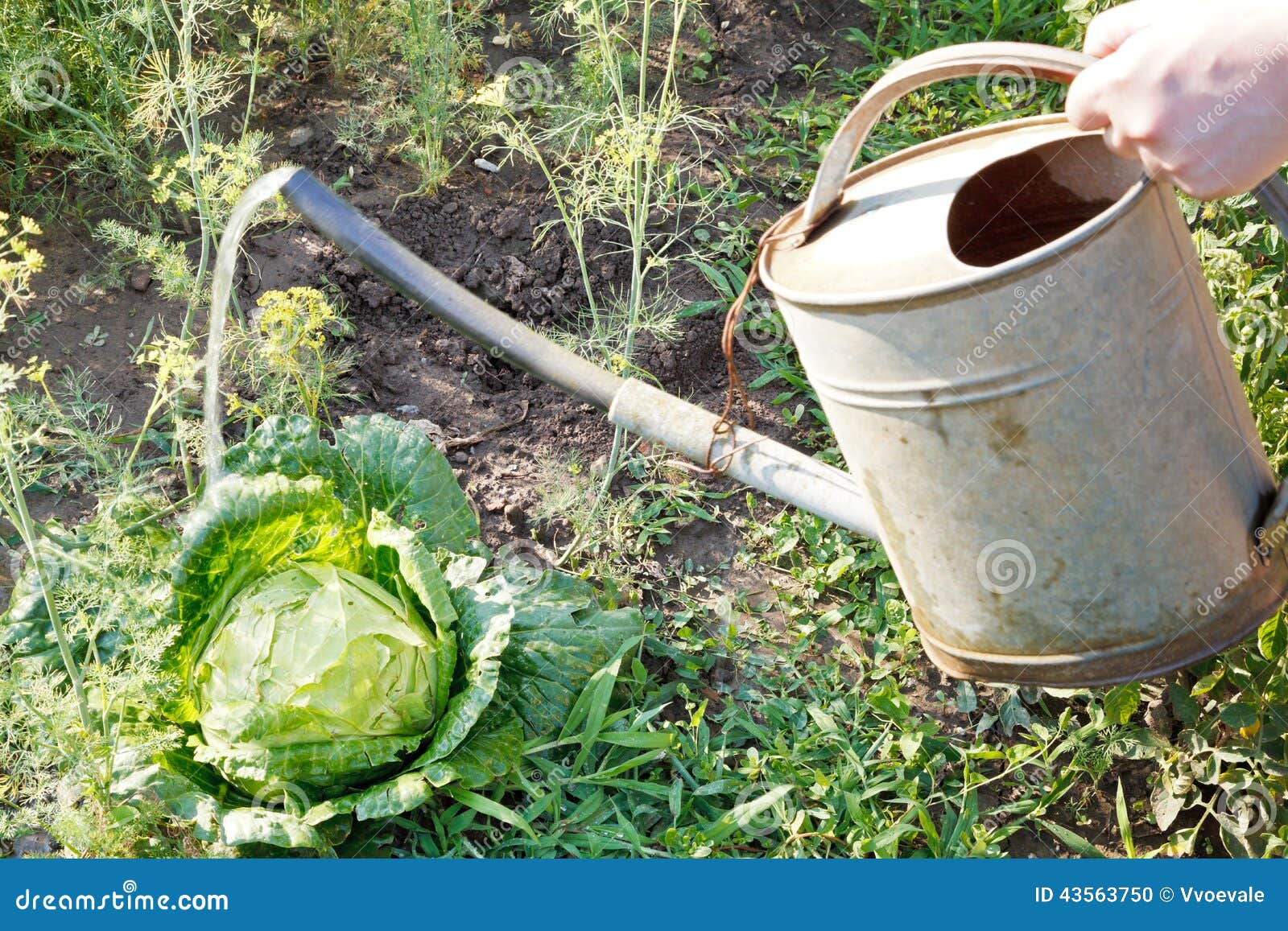 Hand with Handshower Watering Cabbage Stock Photo - Image of growing ...