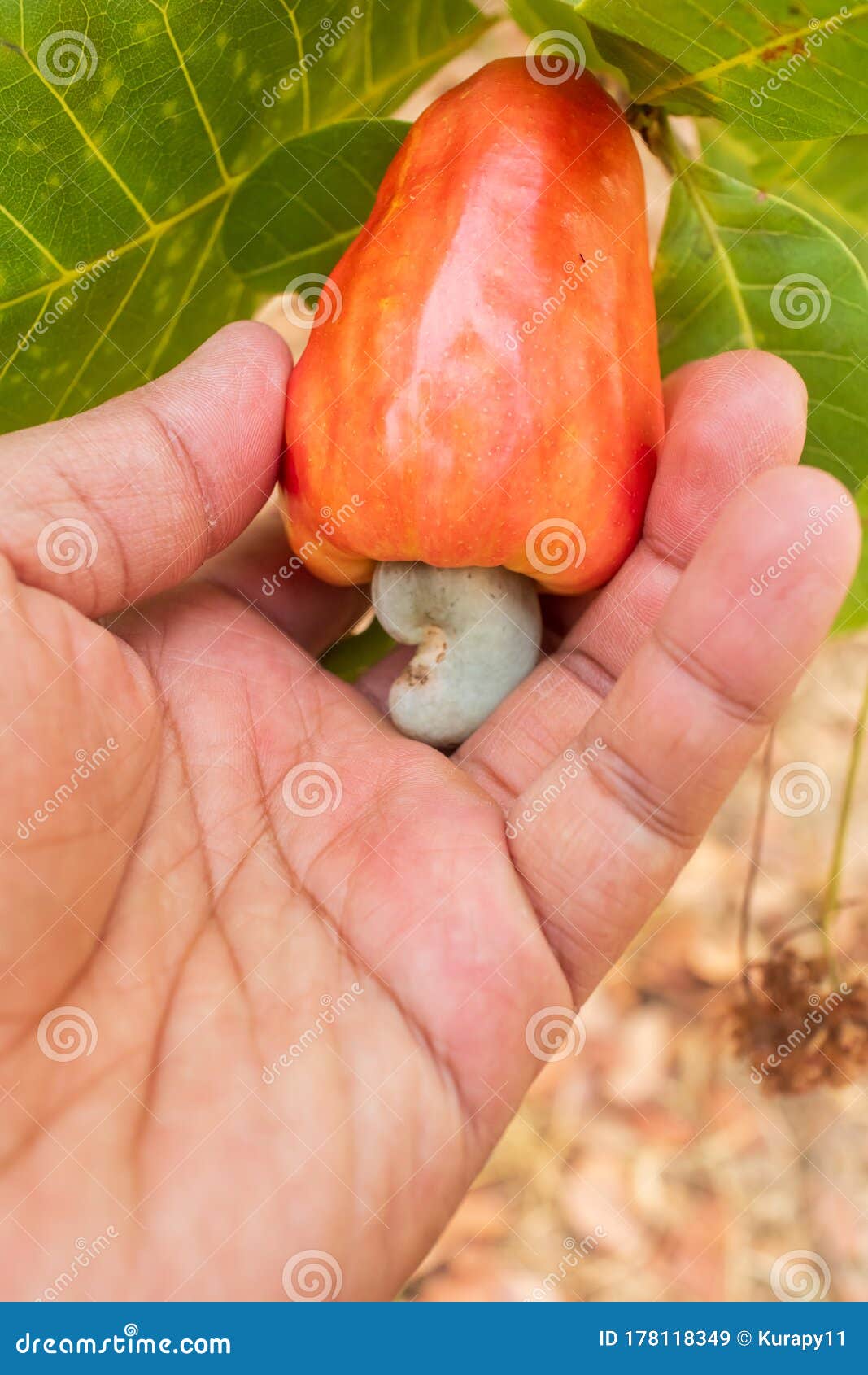 Hand Harvesting Red Cashew Fruit on Tree Stock Image - Image of leaf ... Hand Harvesting Red Cashew Fruit on Tree Stock Image - Image of leaf ...
