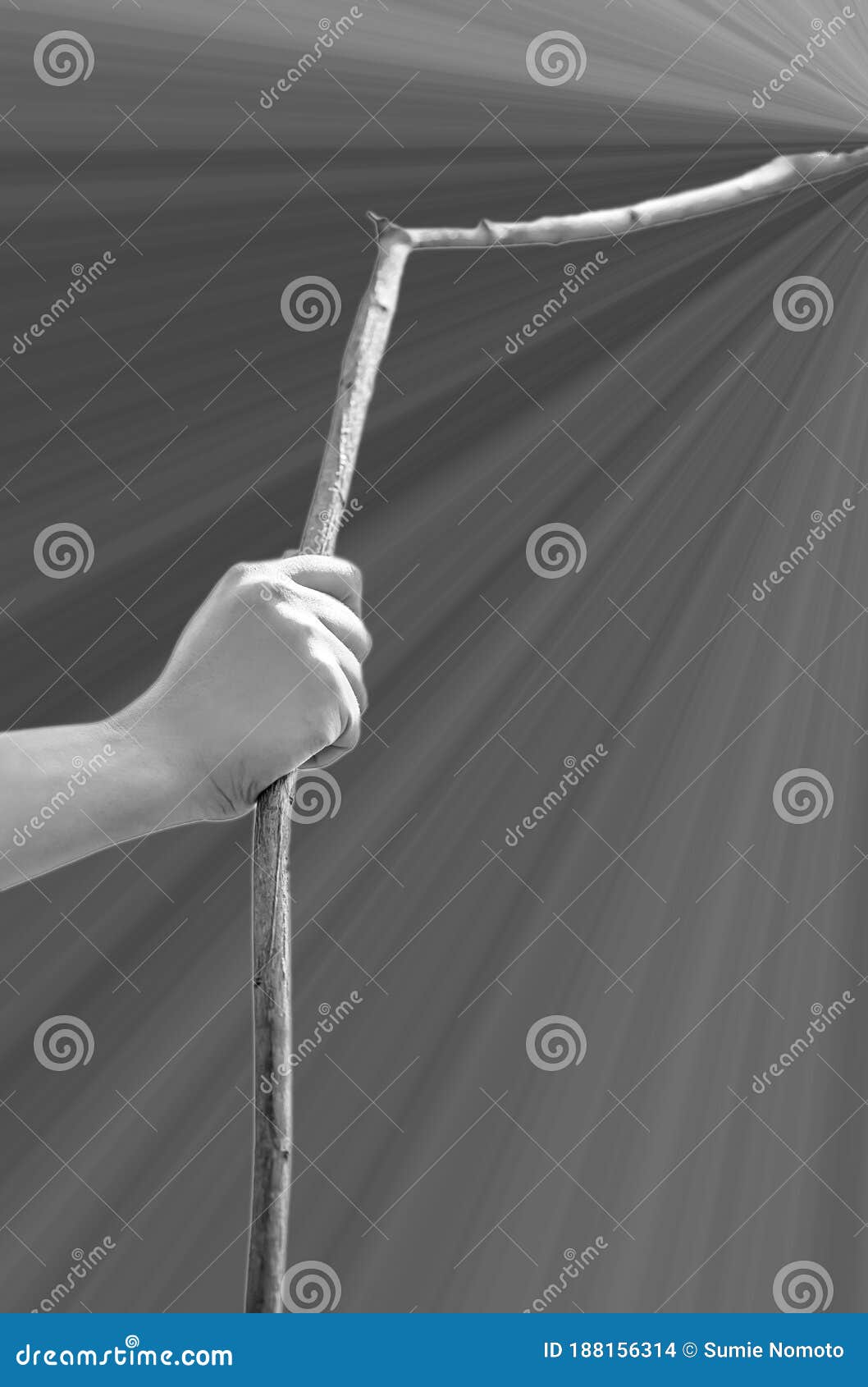 Hand Having the Branch of the Tree on White Background. or Use a Stick ...