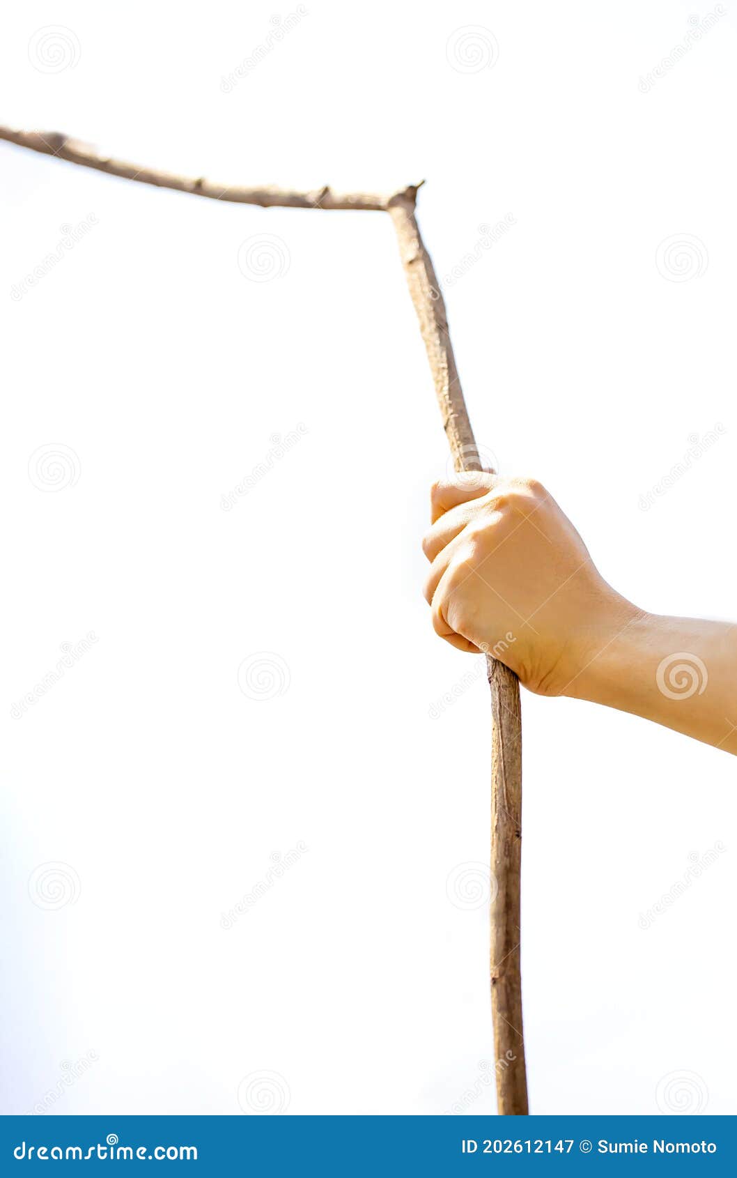 Hand Having the Branch of the Tree on White Background. or Use a Stick ...
