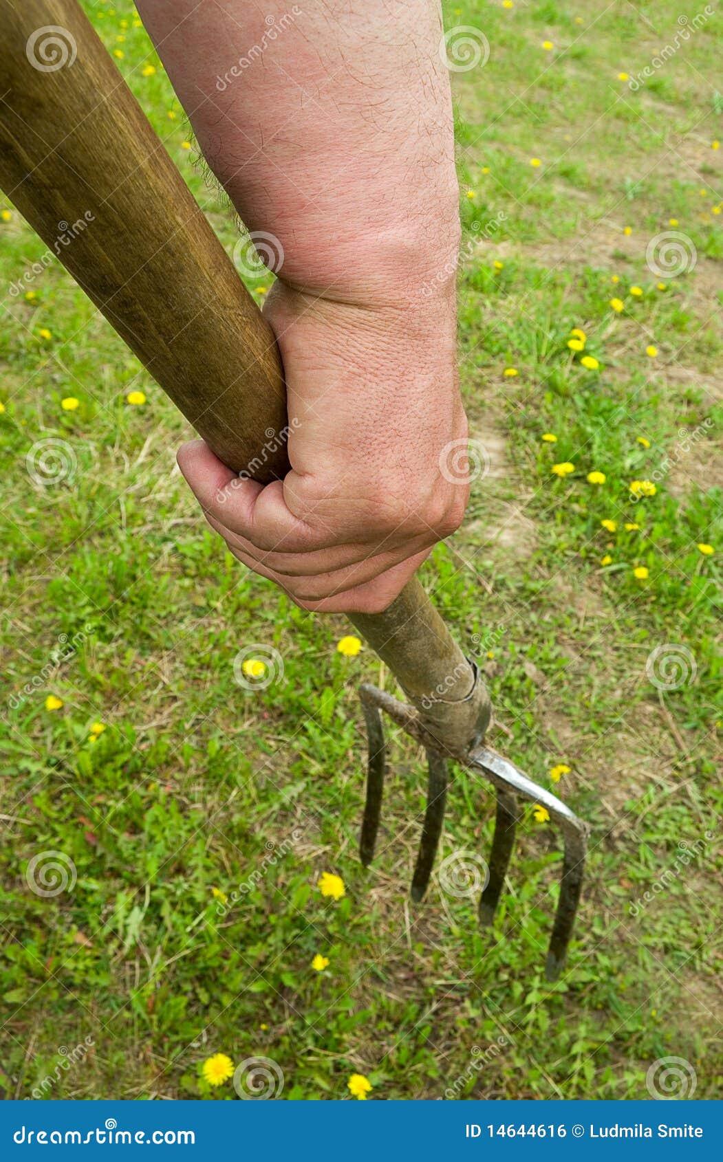 Hand with hay fork. stock photo. Image of gardening, metal - 14644616