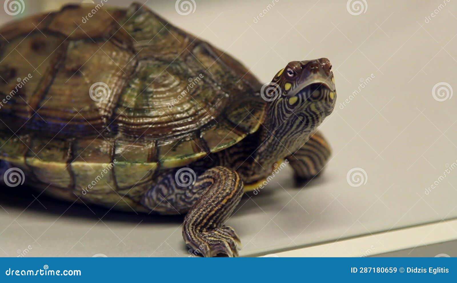 Curious Turtle Looks Around Stock Video - Video of curiosity, brown ...