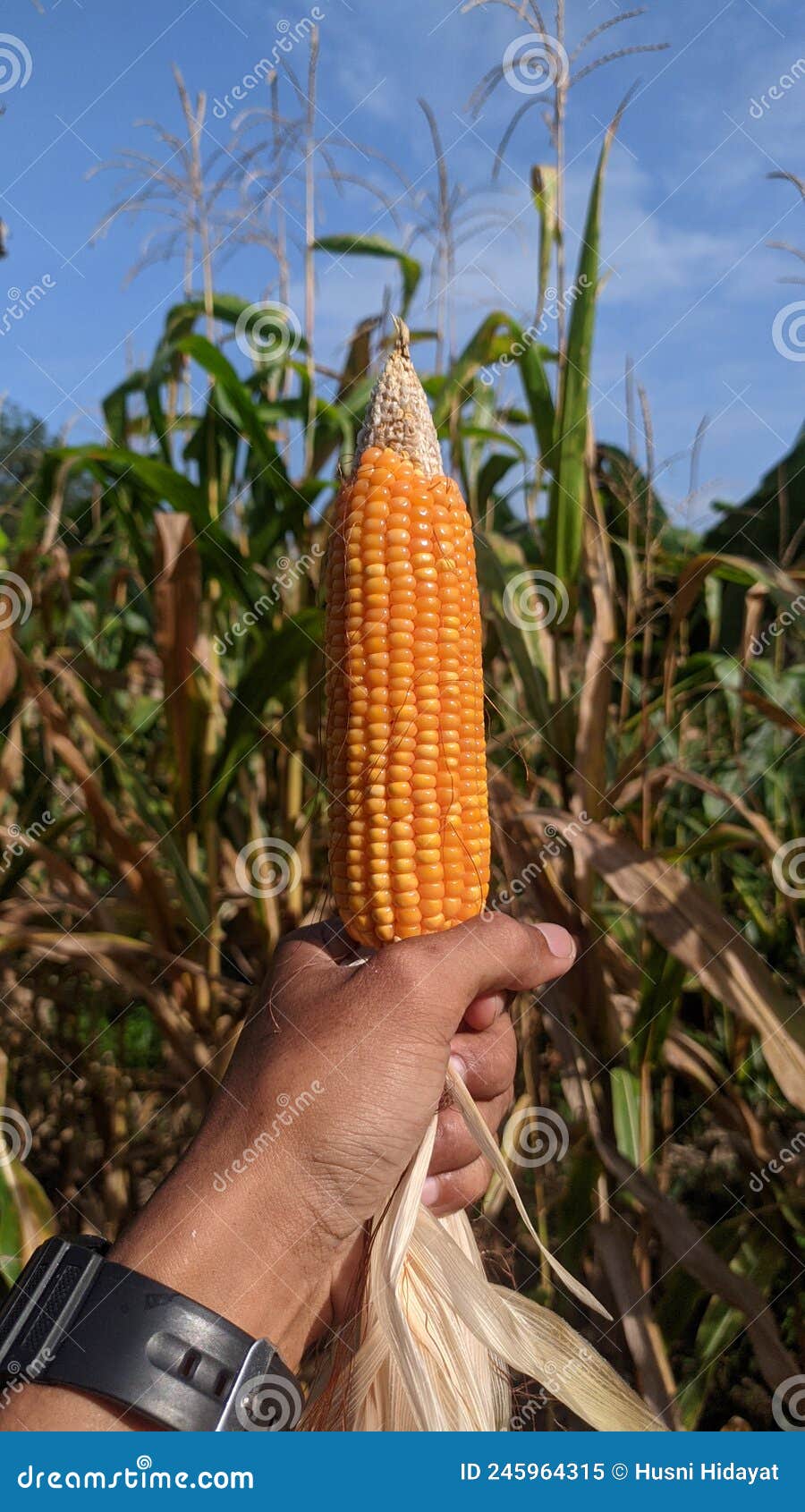 Hand-held Old Corn on a Corn Garden Background Stock Image - Image of ...