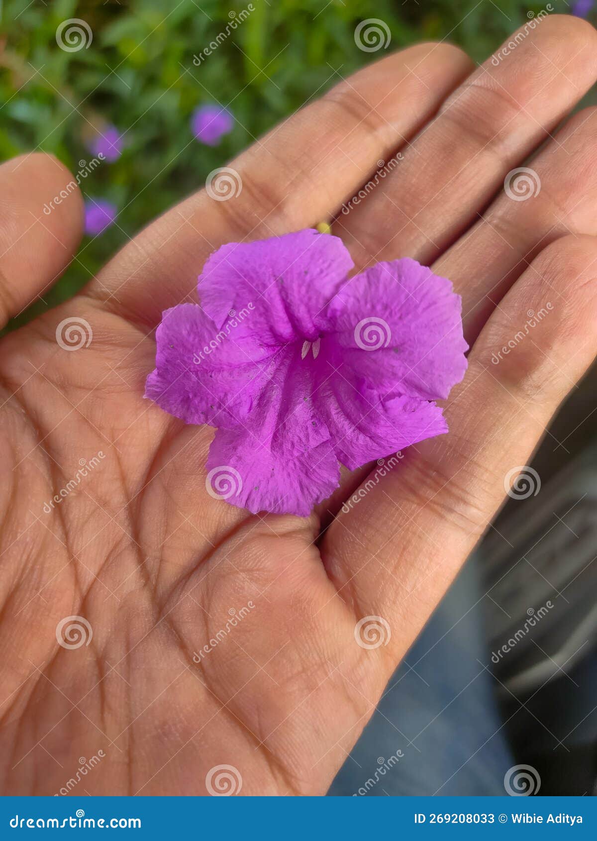 Hand Held Purple Flowers. Very Pretty Purple Flowers Stock Image ...
