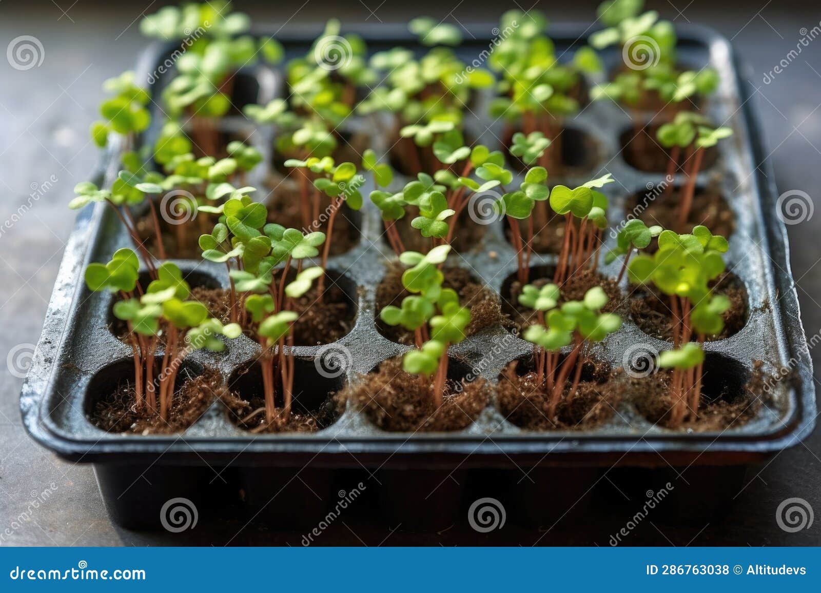 Hand-held Seedling Tray, Ready for Transplanting Stock Photo - Image of ...