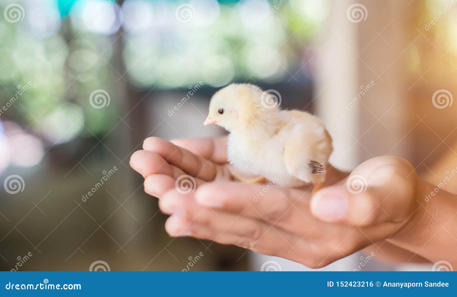 Hand Hold Caring for a Small Chicken Stock Photo - Image of soft, young ...