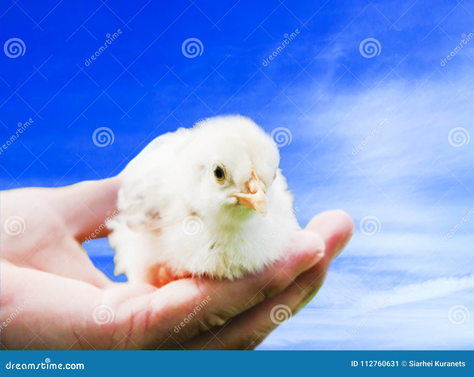 Hands Holding a Baby Chick stock image. Image of fleece - 112760631