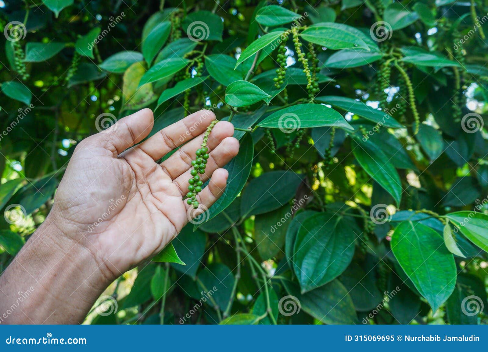 Hand Hold (checking) Green Pepper Seeds (Piper Nigrum) Stock Image ...