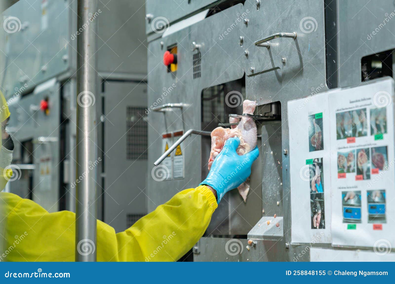 Hand Hold Chicken Leg Loading on Auto Remove Bone Machine Stock Image ...
