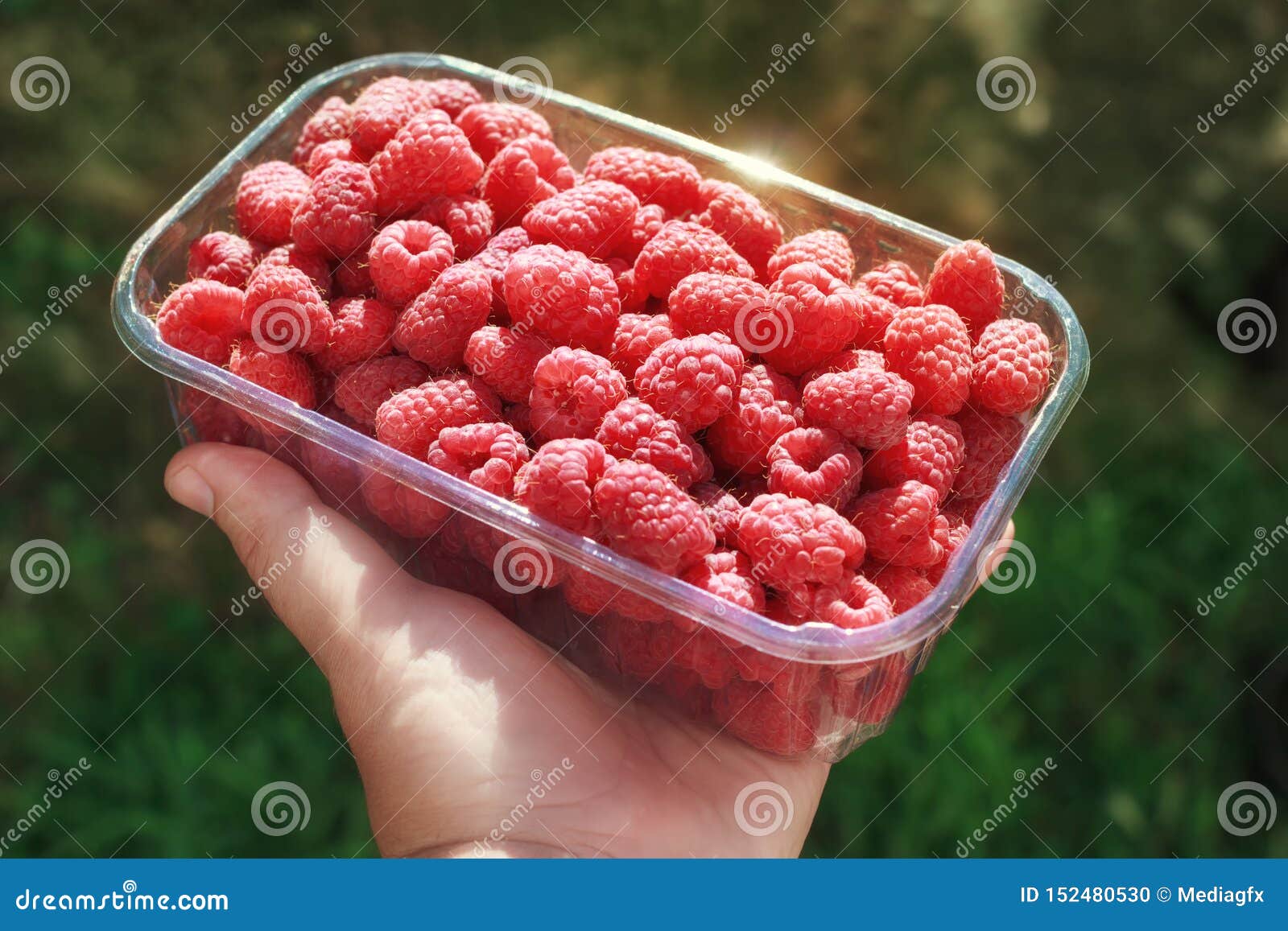 Hand Hold Container with Fresh Harvested Raspberry Stock Photo - Image ...
