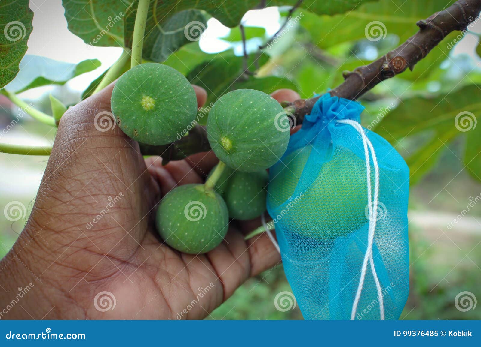 Hand Hold Fig Fruits on Its Tree. Stock Image - Image of fall, healthy ...