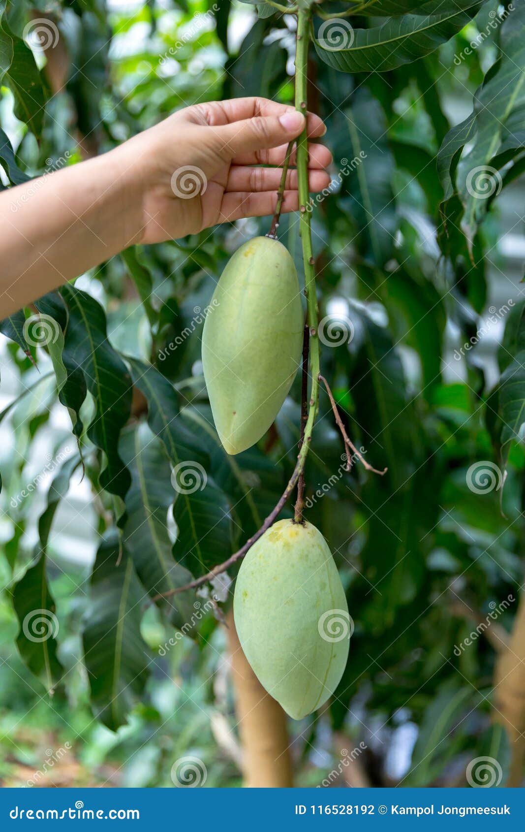 Hand Hold the Mango on the Tree Stock Photo - Image of ripe, mango ...