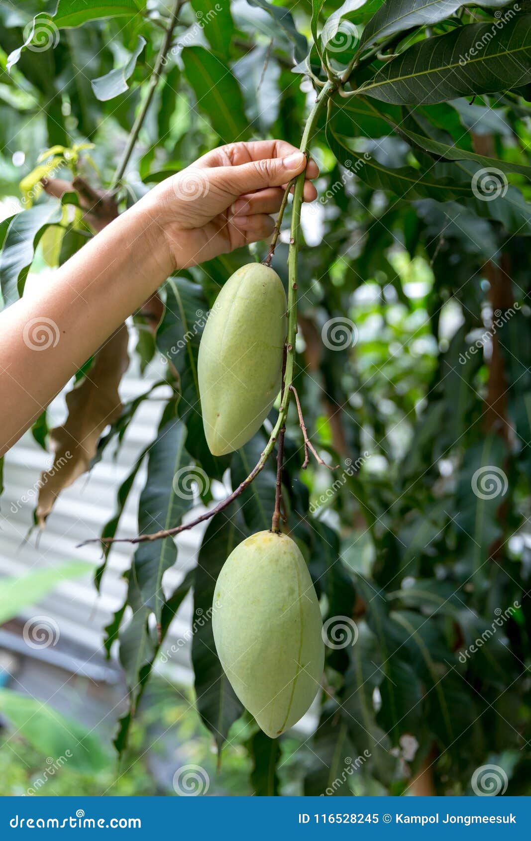 Hand Hold the Mango on the Tree Stock Image - Image of vegetarian, asia ...