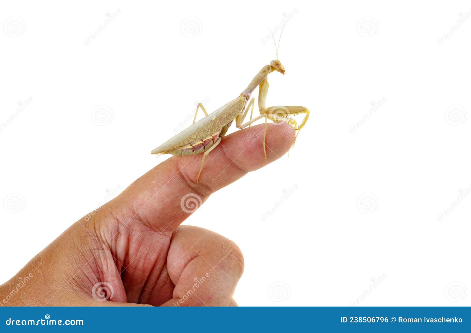 Hand Hold Mantis or Praying Mantis, Mantis Religiosa on a White Stock ...