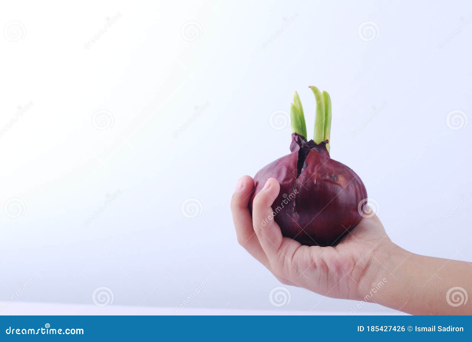 Hand Hold in Hand Onions on White Background Stock Photo - Image of ...