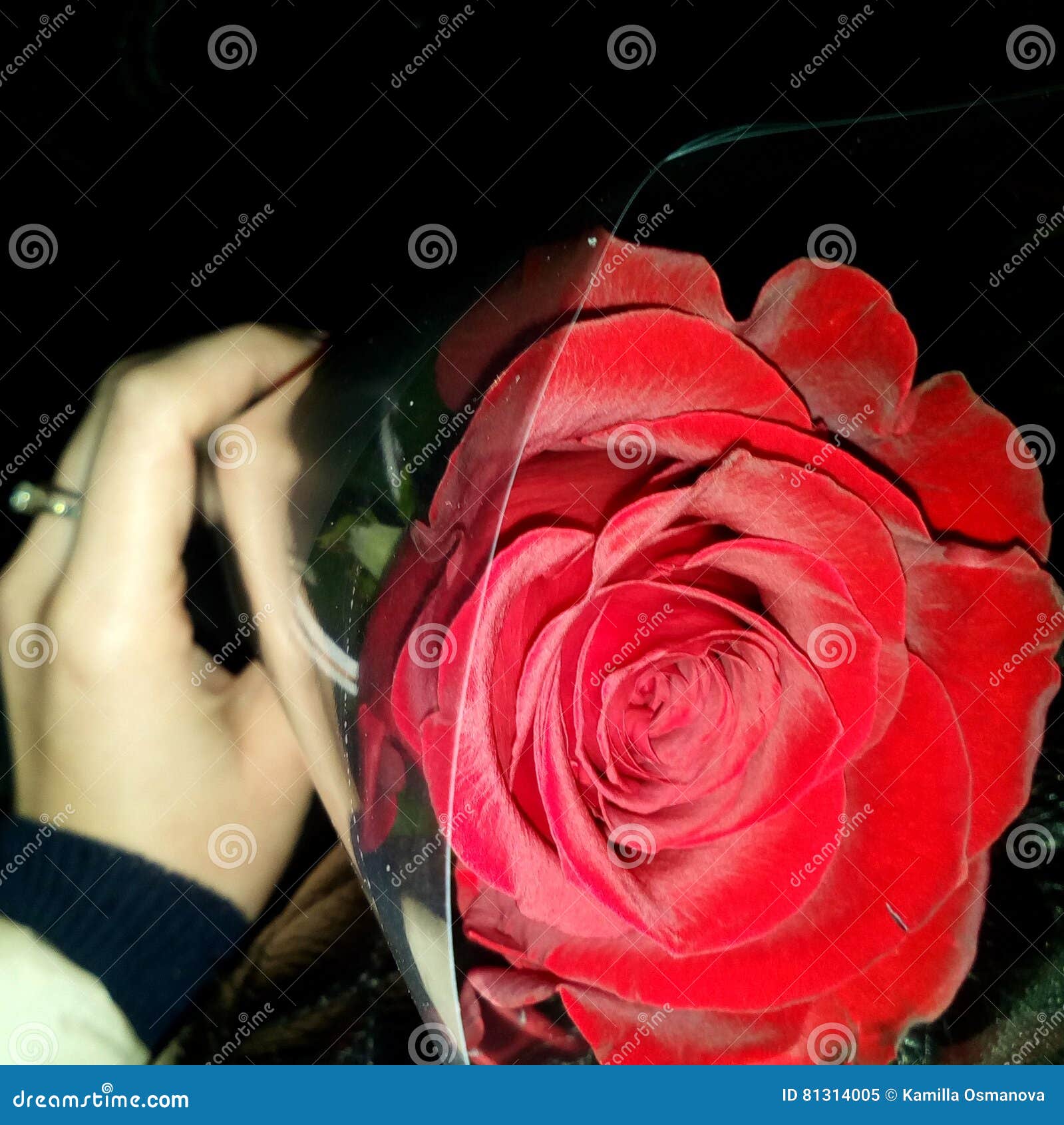 Hand hold red rose stock image. Image of love, rose, hold - 81314005