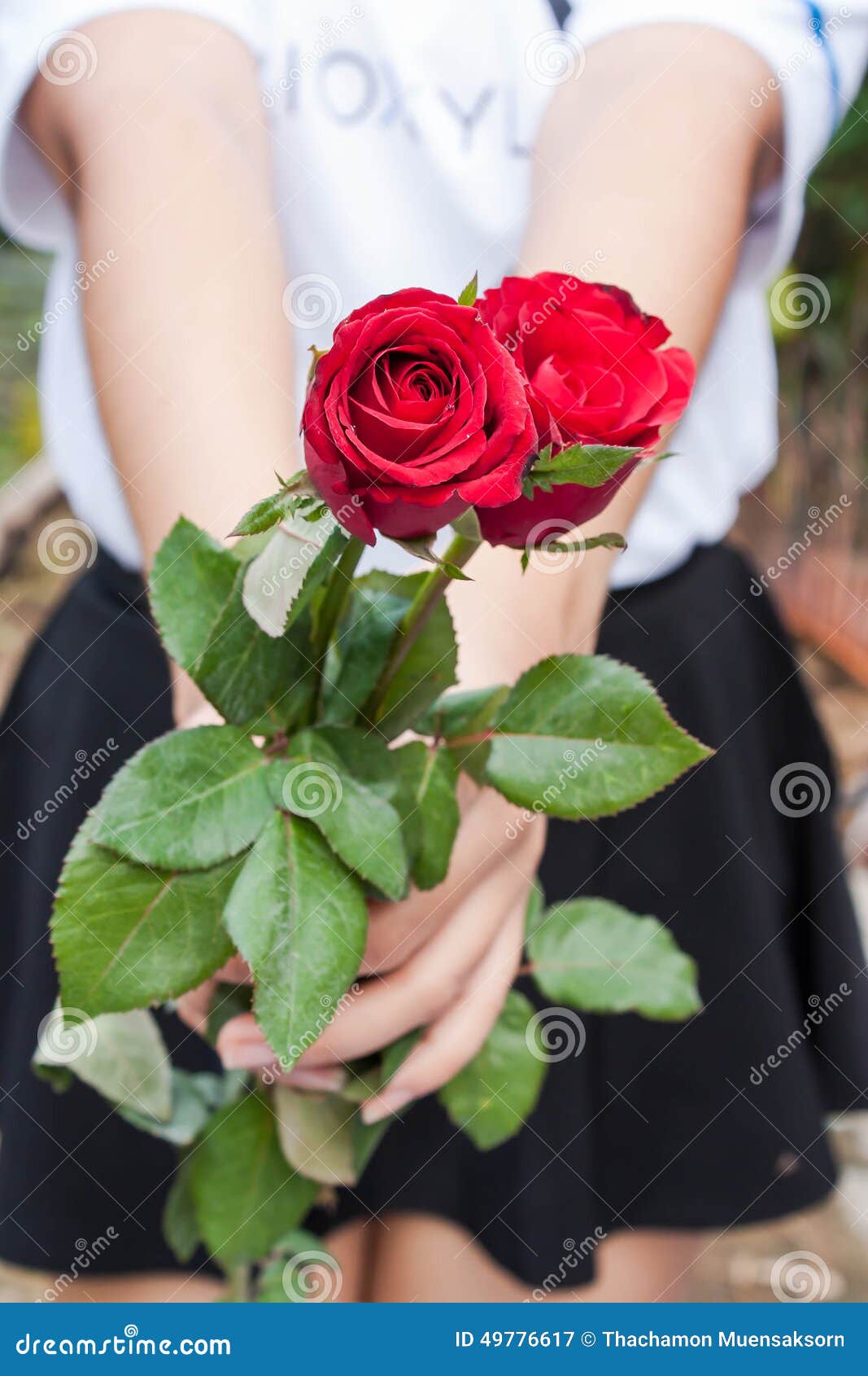 Hand hold red rose stock image. Image of event, gift - 49776617