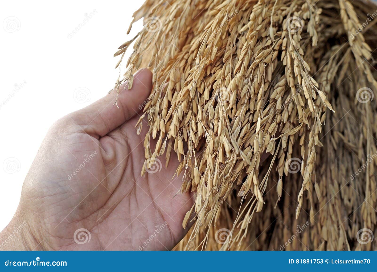 Hand Hold the Rice Harvested Stock Image - Image of rice, uncooked ...