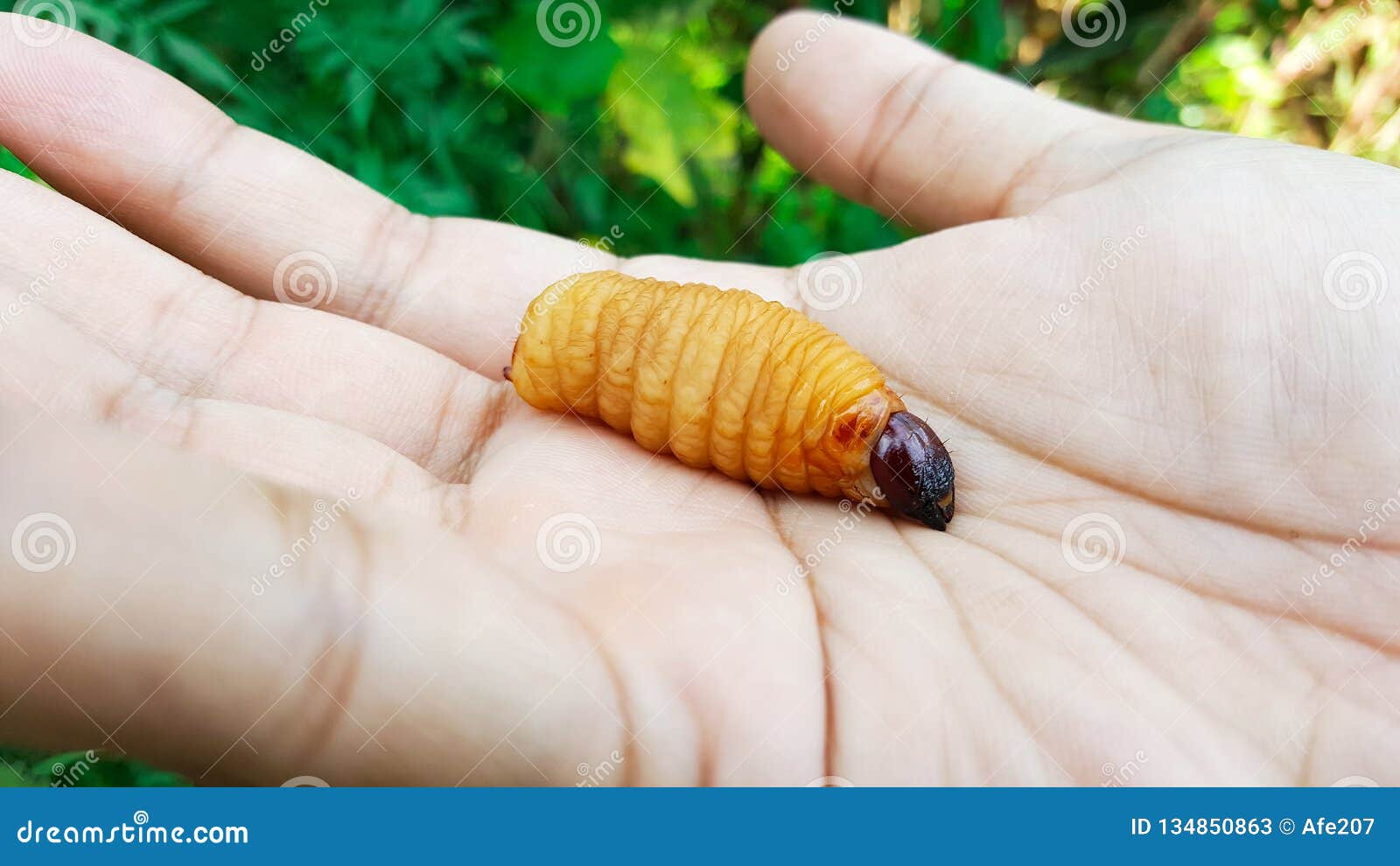 Sago Worm, Larvae From The Red Palm Weevil Isolated On White Background ...