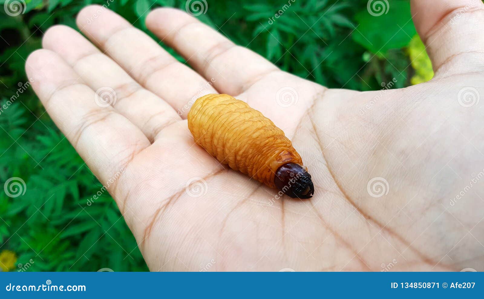 Hand Hold Sago Worm, Larvae from the Red Palm Weevil Stock Image ...