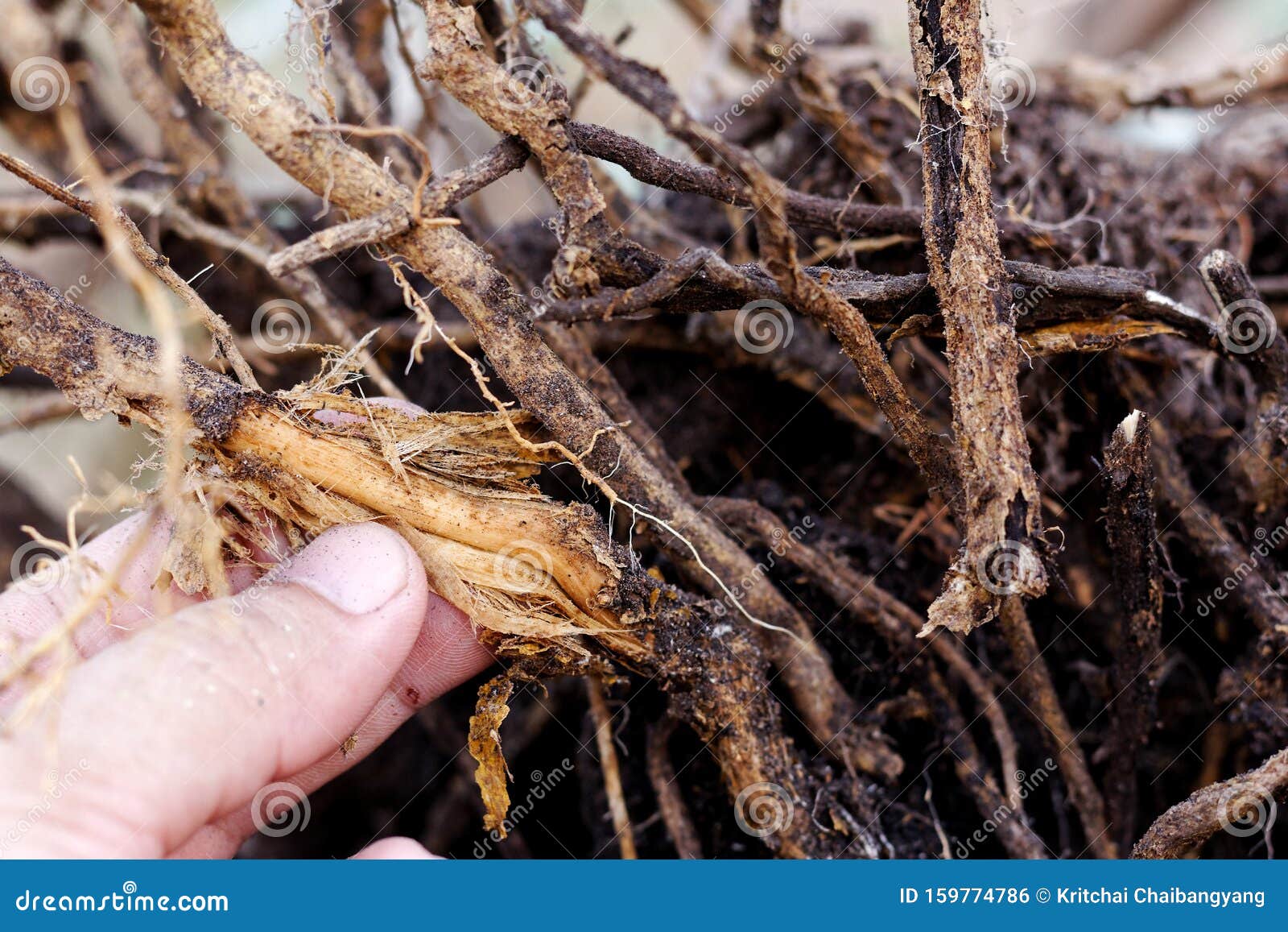 Foot And Root Rot Which Fungus Is Causing The Problem On Tree Stock ...