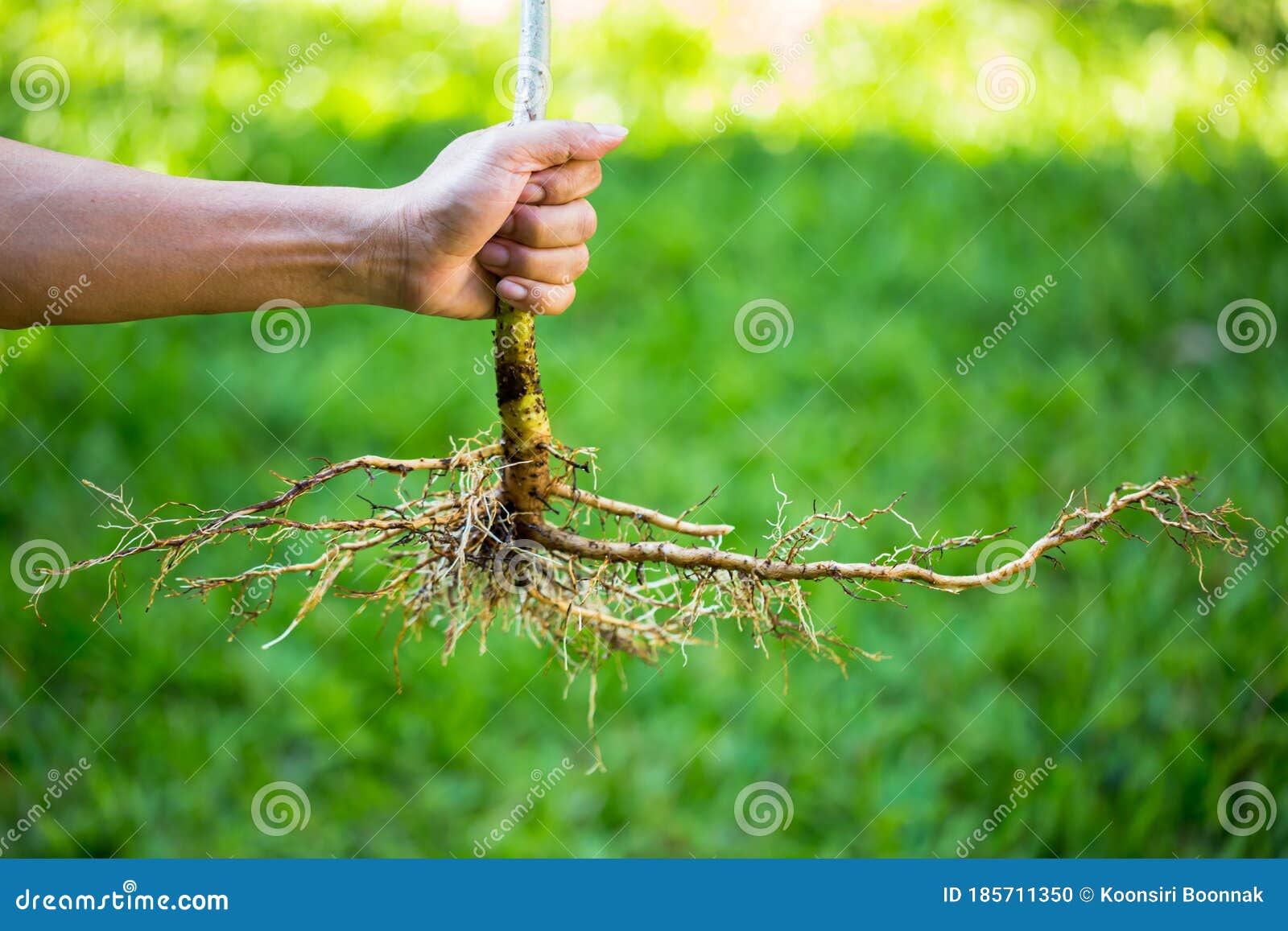 Hand Hold a Tree with Many Roots. Roots of Tree on Green Background ...