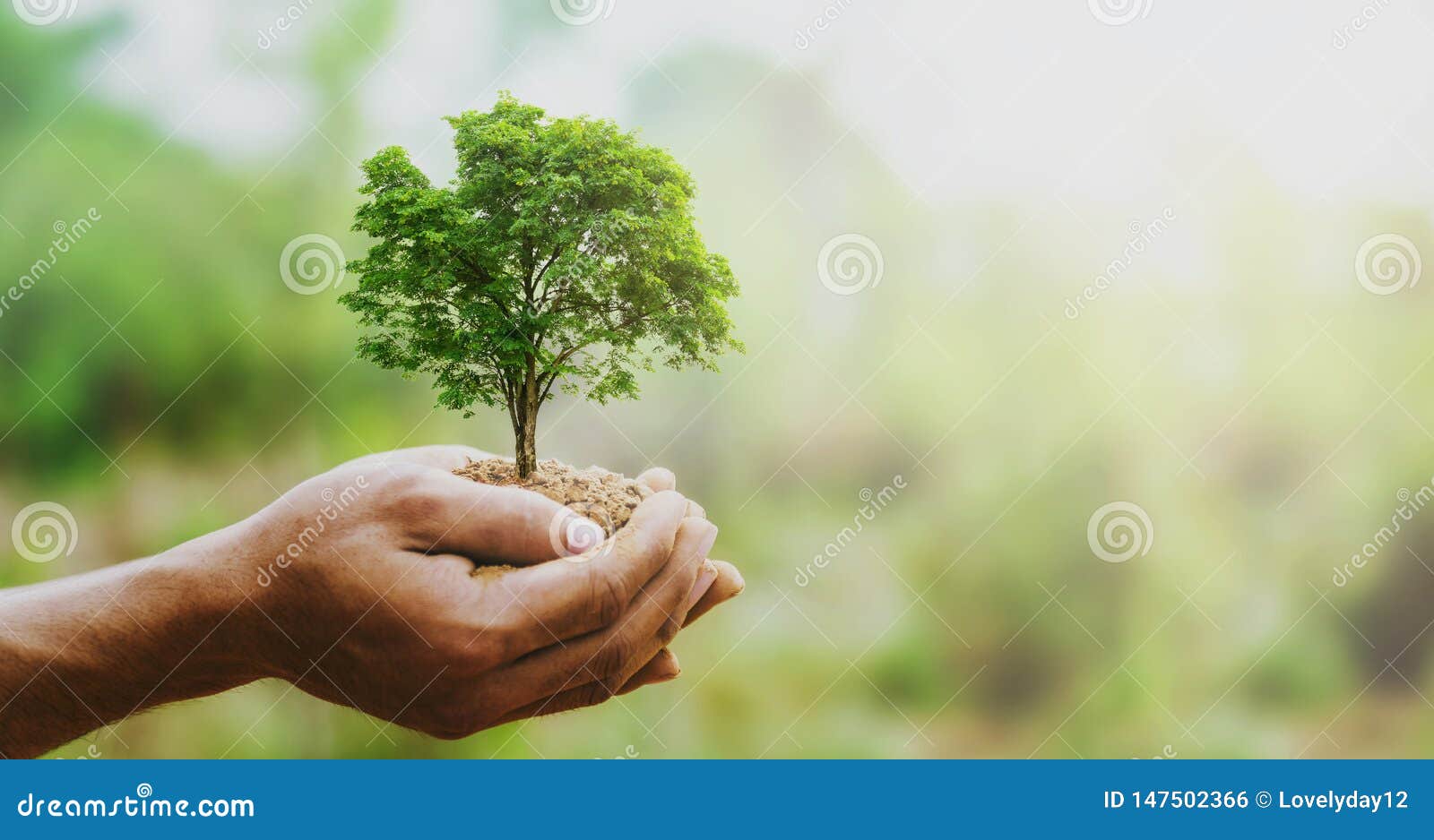 Hand Holdig Big Tree Growing on Green Background with Sunshine Stock ...