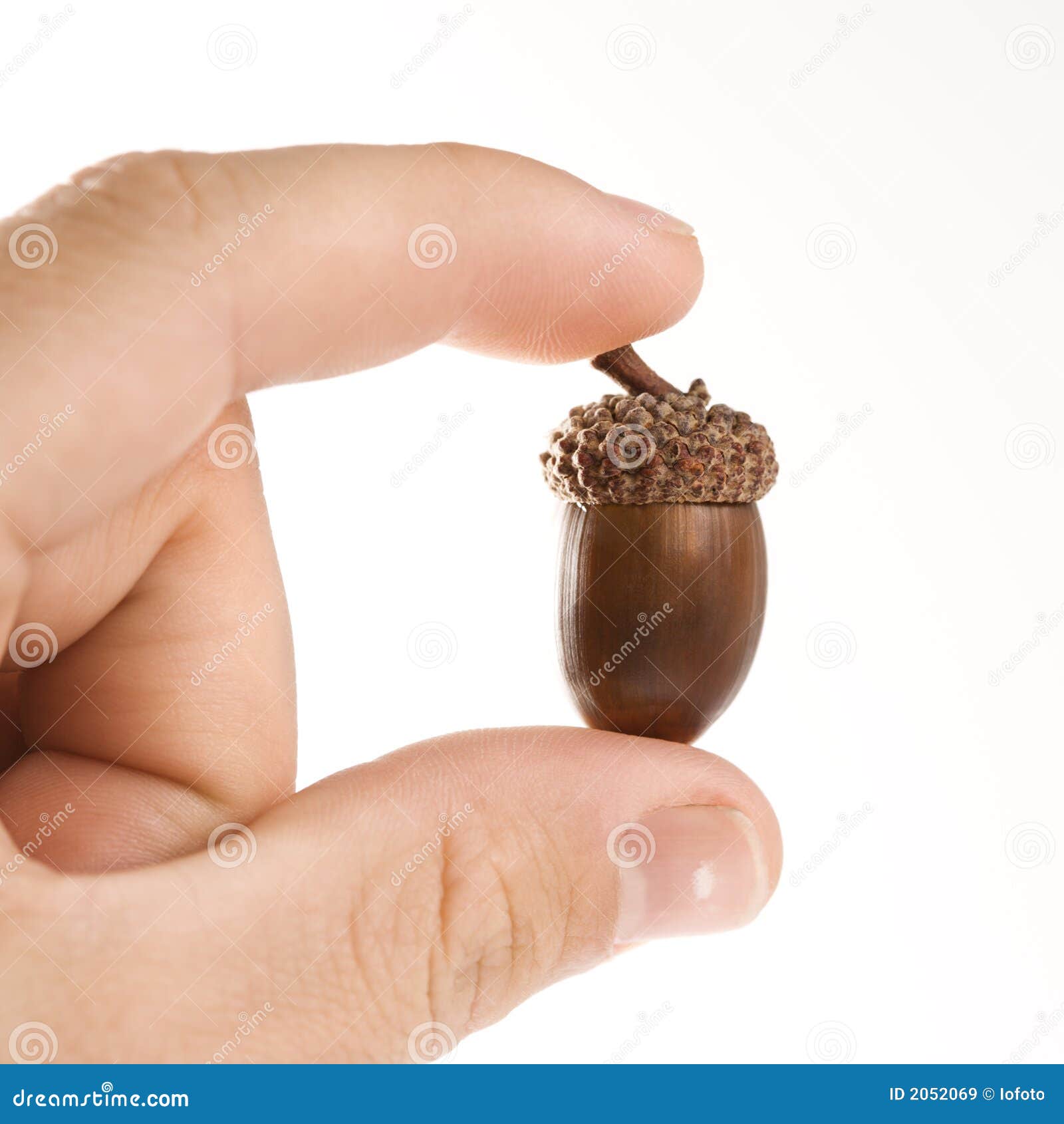 Hand holding acorn stock image. Image of object, colour - 2052069