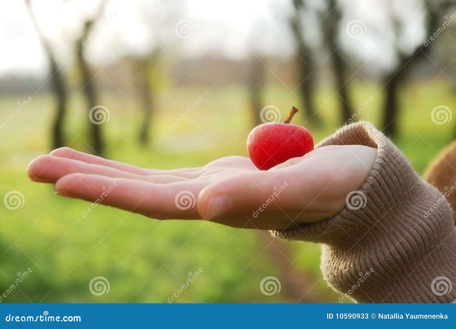 Hand holding an apple stock image. Image of give, food - 10590933
