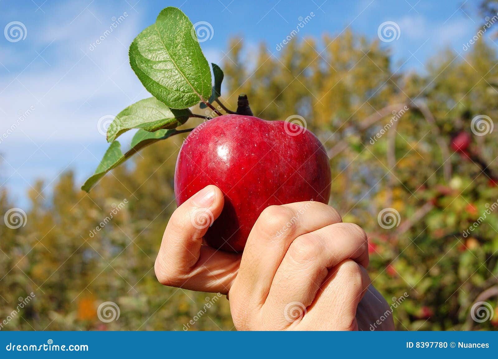 Hand Holding Apple stock photo. Image of fruit, achievement - 8397780