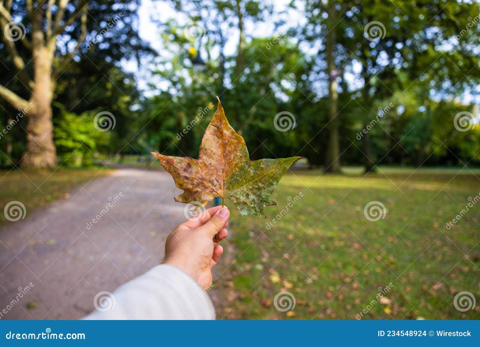 Hand Holding an Autumn Leaf Stock Photo - Image of environment ...