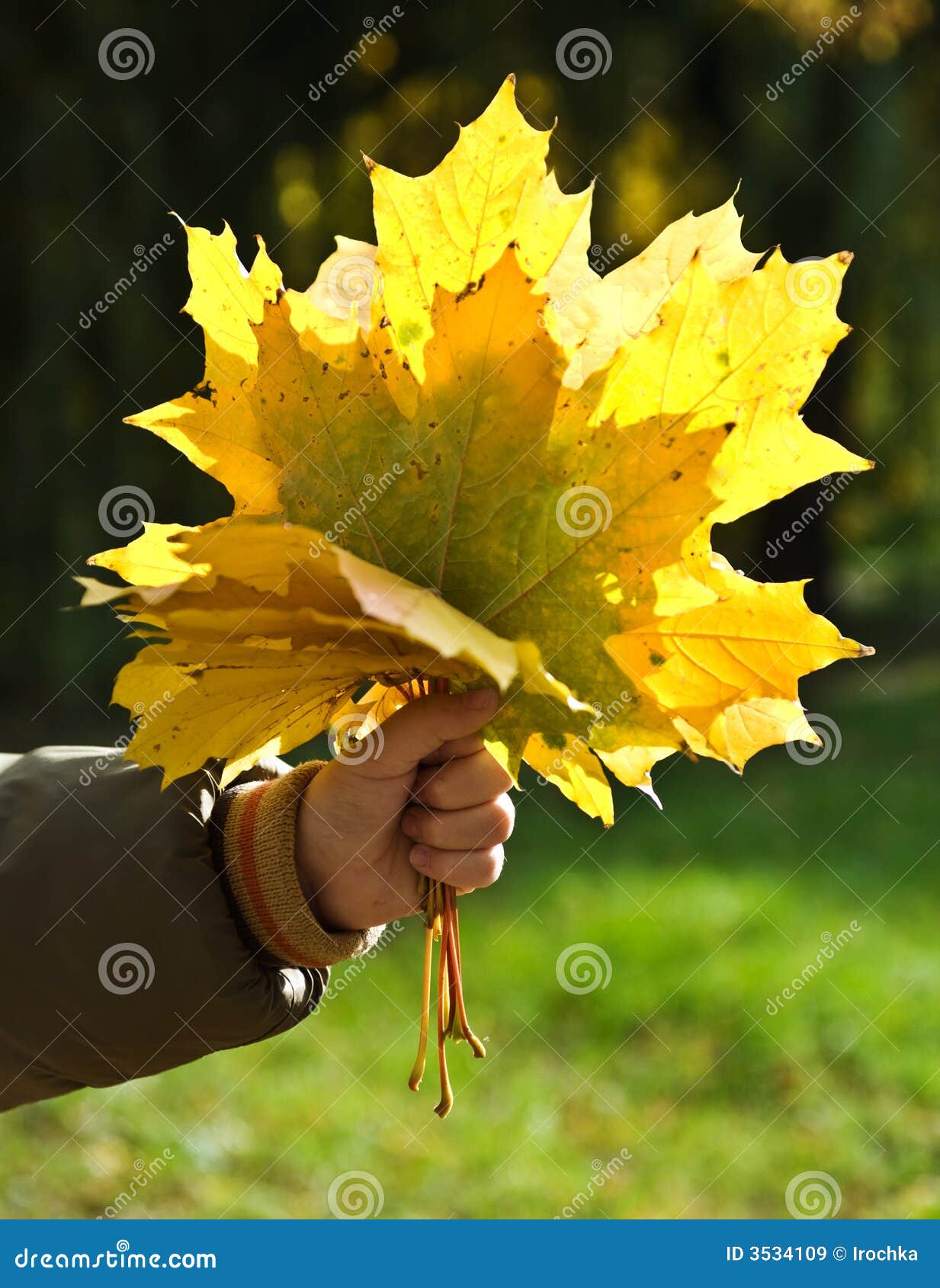 Hand holding autumn leaves stock image. Image of holds - 3534109