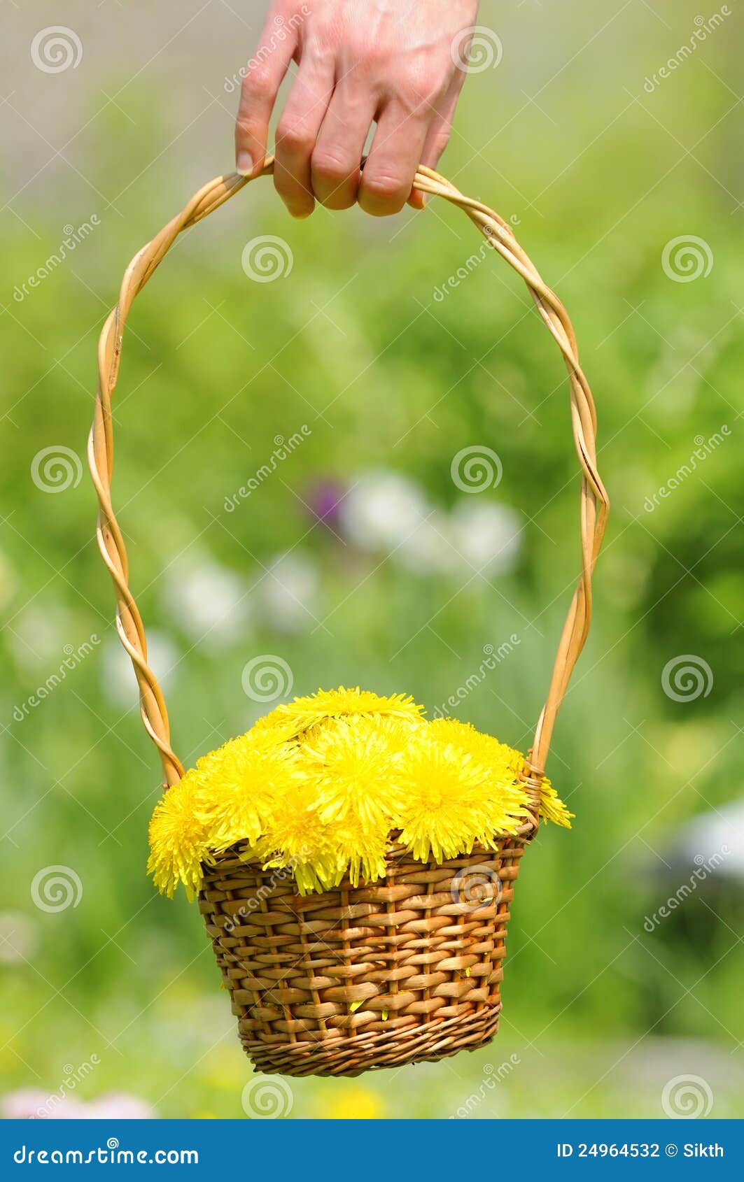 Hand Holding Basket with Yellow Dandelion Flowers Stock Photo - Image ...