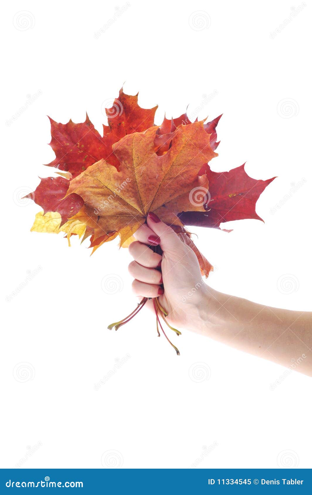 Hand Holding Beautiful Leaves Stock Image - Image of maple, beauty ...