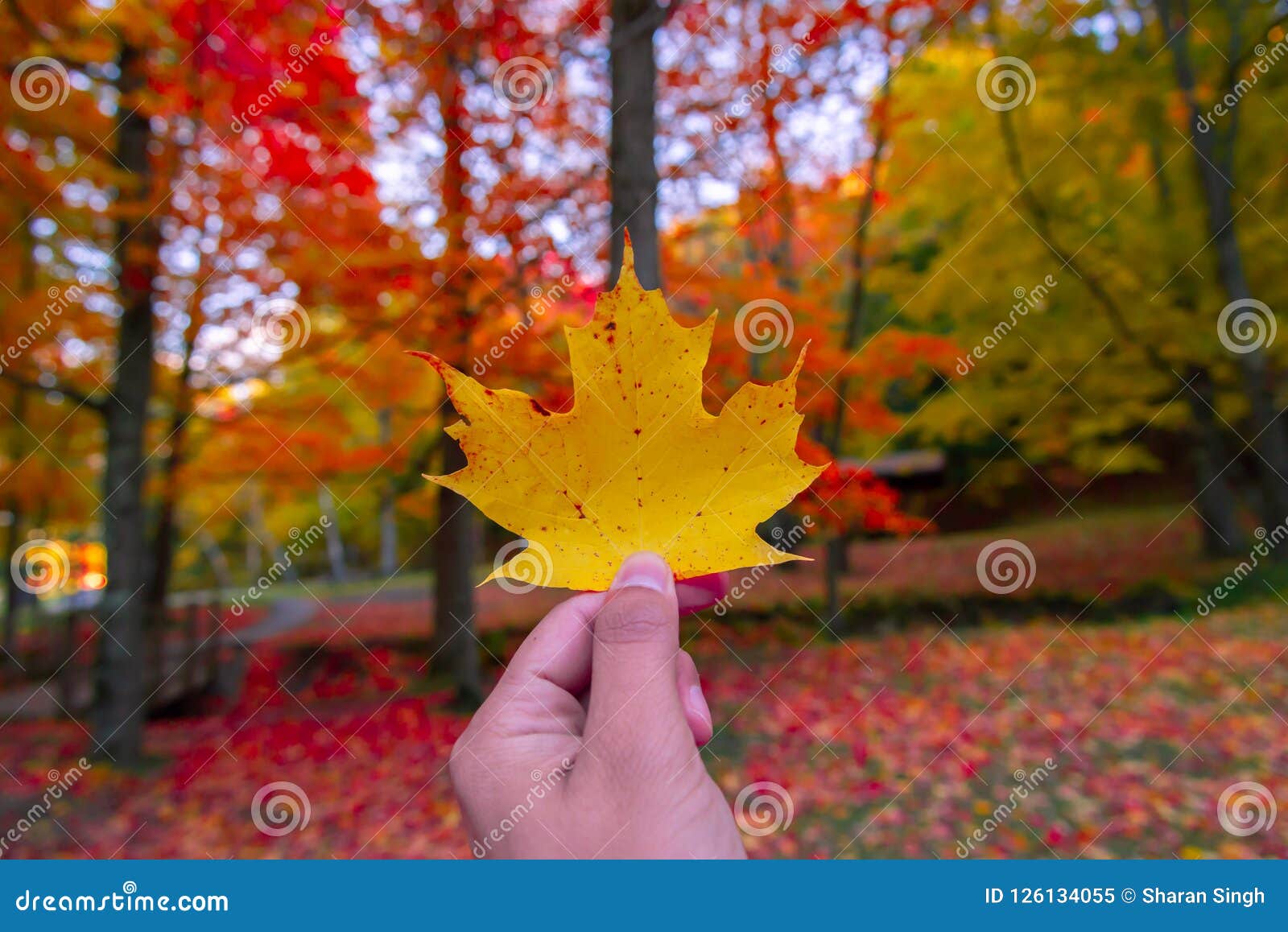 Hand Holding the Beautiful Maple Leaf Stock Image - Image of coast ...
