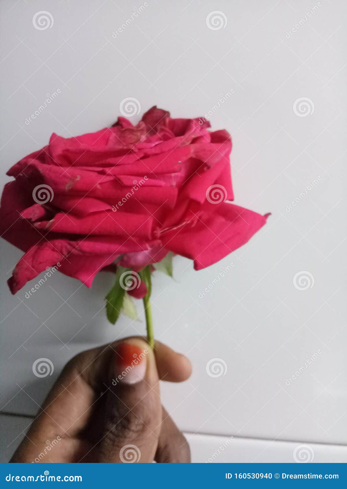 Hand Holding. Beautiful Red Rose Stock Photo - Image of hand, rose ...
