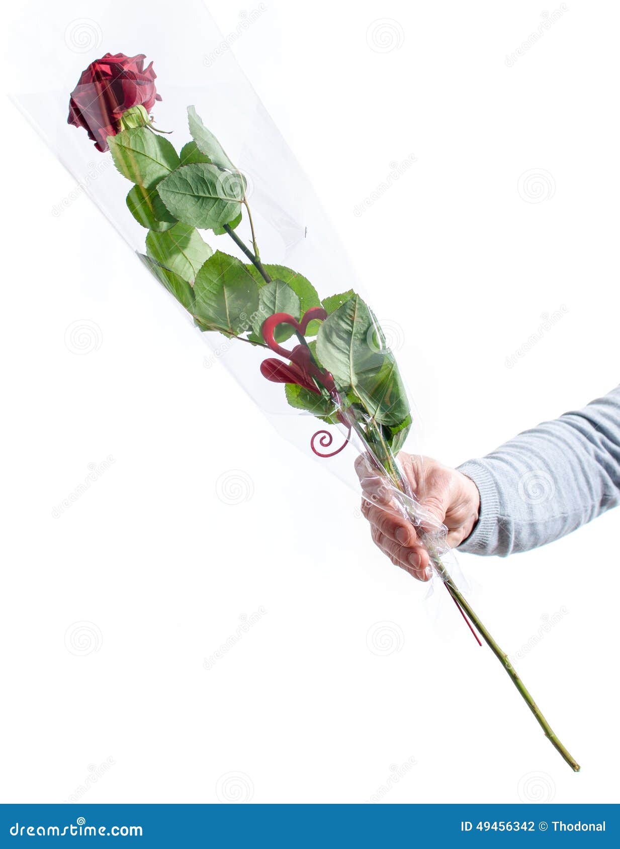 Hand Holding a Beautiful Rose Stock Photo - Image of heart, flower ...