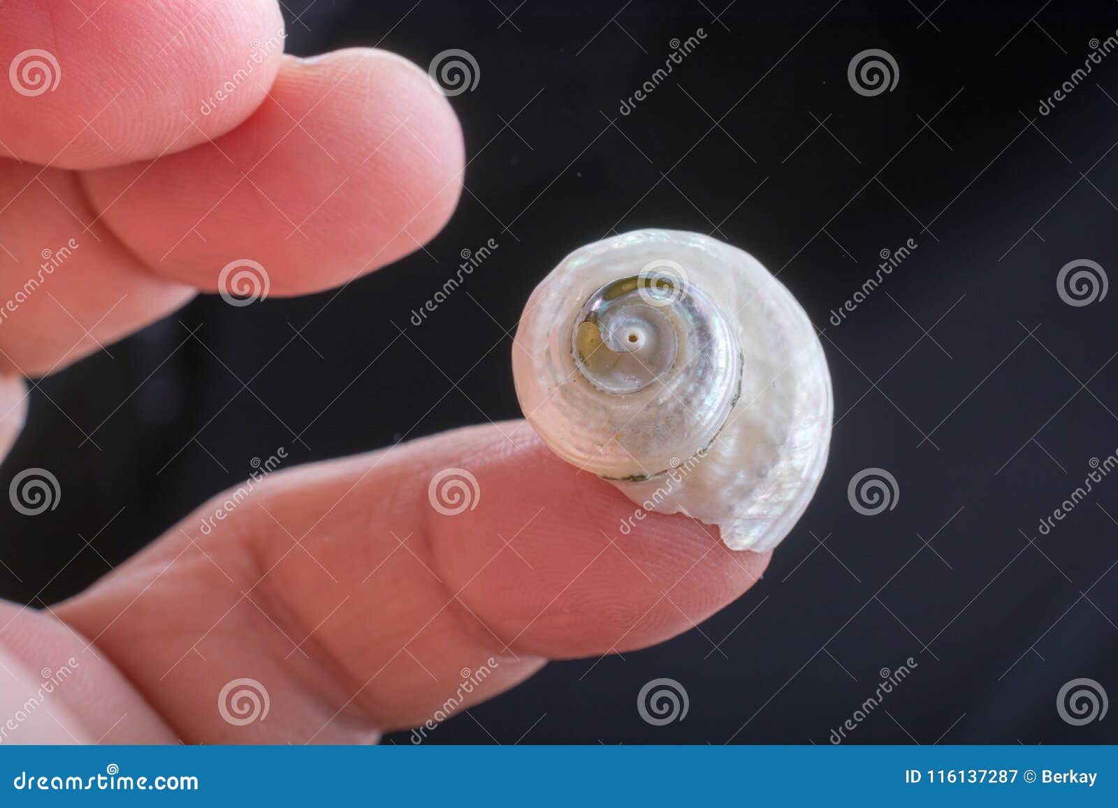 Hand Holding a Beautiful Seashell in Hand Stock Image - Image of coast ...
