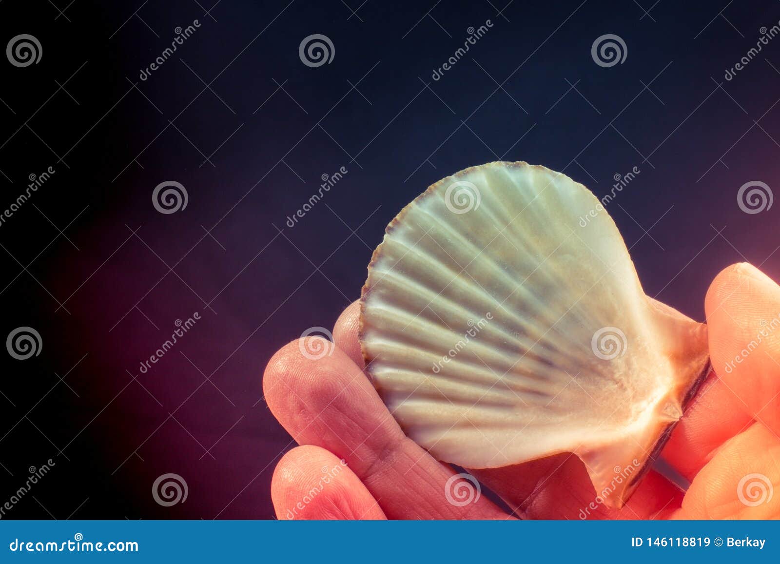 Hand Holding a Beautiful Seashell in Hand Stock Image - Image of ...