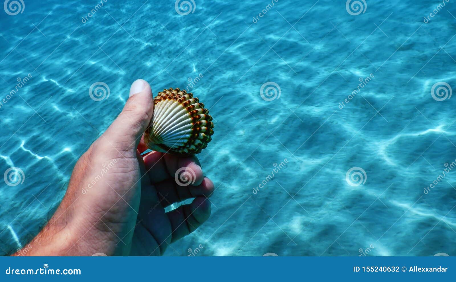 Hand Holding Beautiful Seashell Underwater. Summer Vacation Backdrop ...