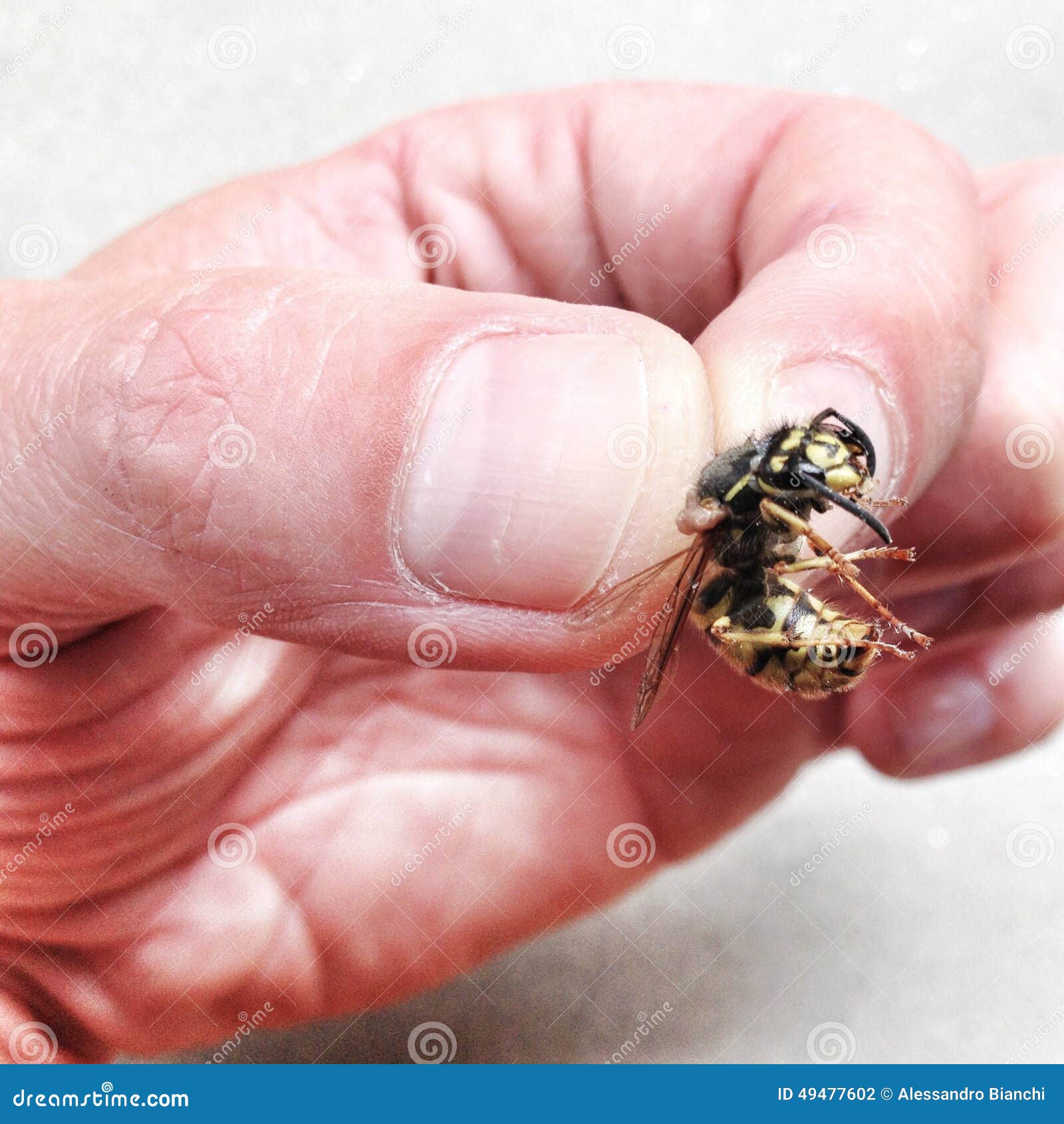 Hand holding bee stock photo. Image of grasp, black, detail - 49477602