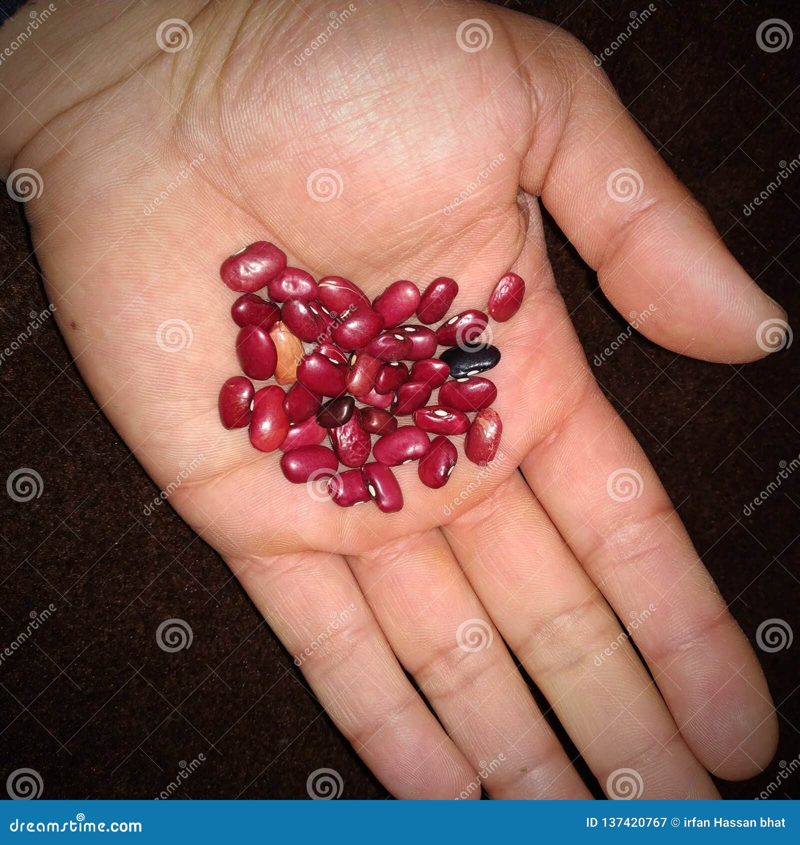 Hand Holding Beens stock image. Image of wallpaper, beens - 137420767