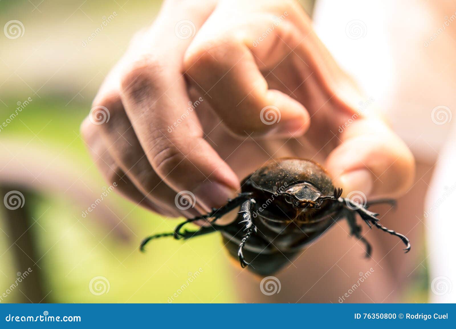 Hand holding a big beetle stock photo. Image of arthropod - 76350800