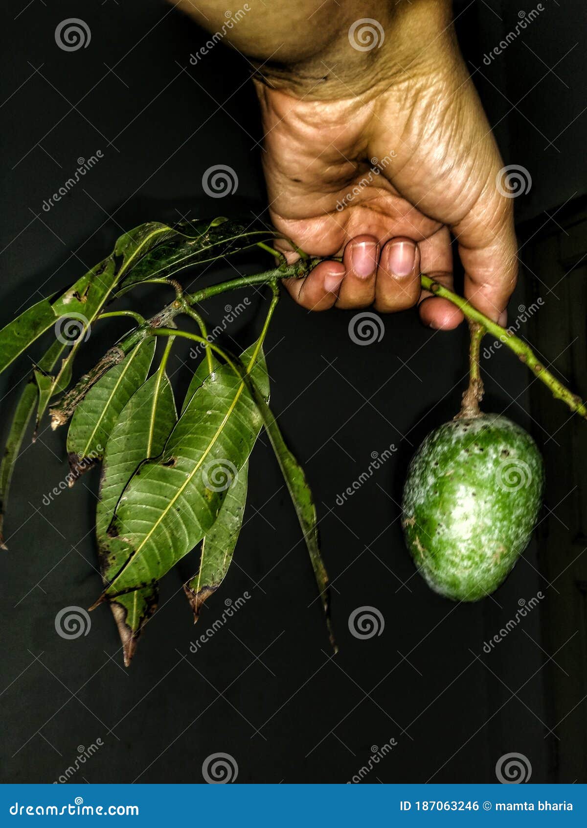 A Hand Holding Branch Of A Mango Tree Having One Unriped Mango Royalty ...