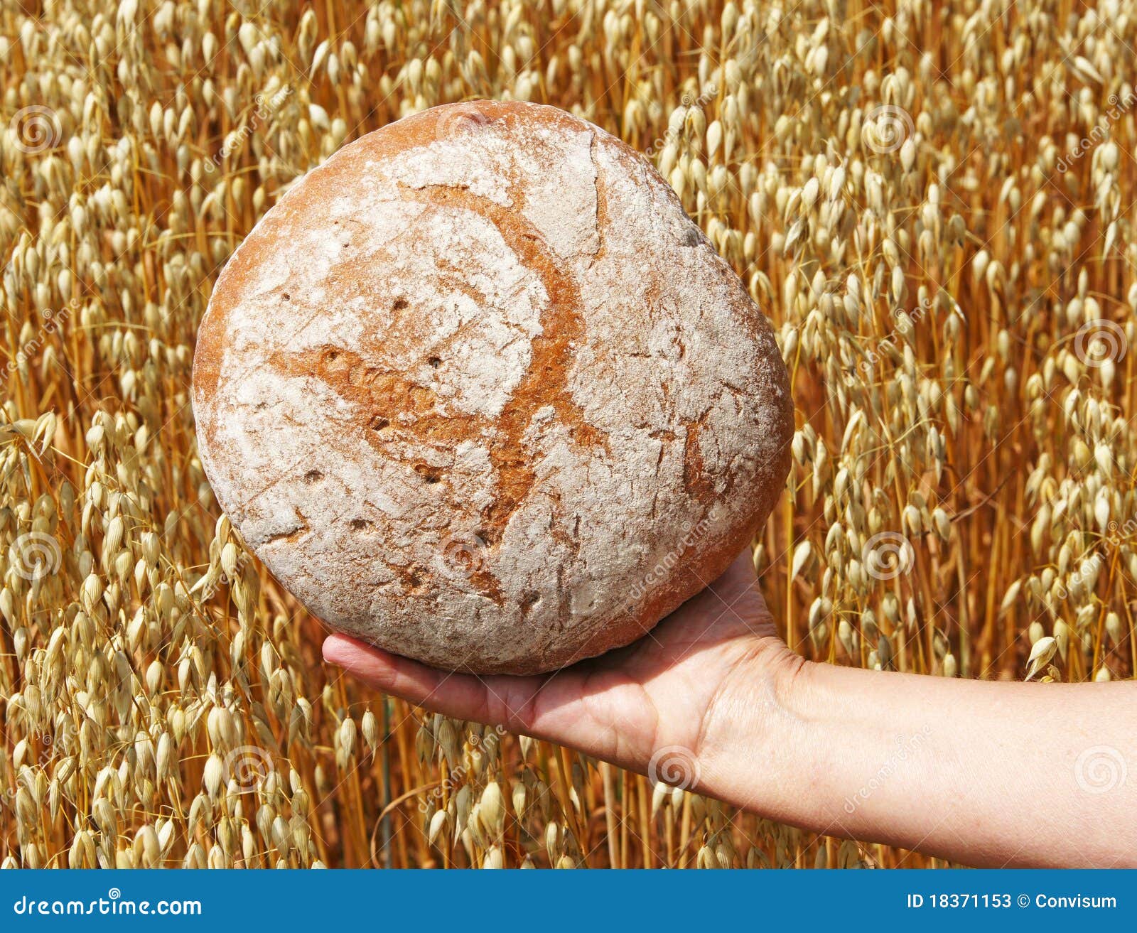 Hand holding bread loaf stock image. Image of wheat, grains - 18371153