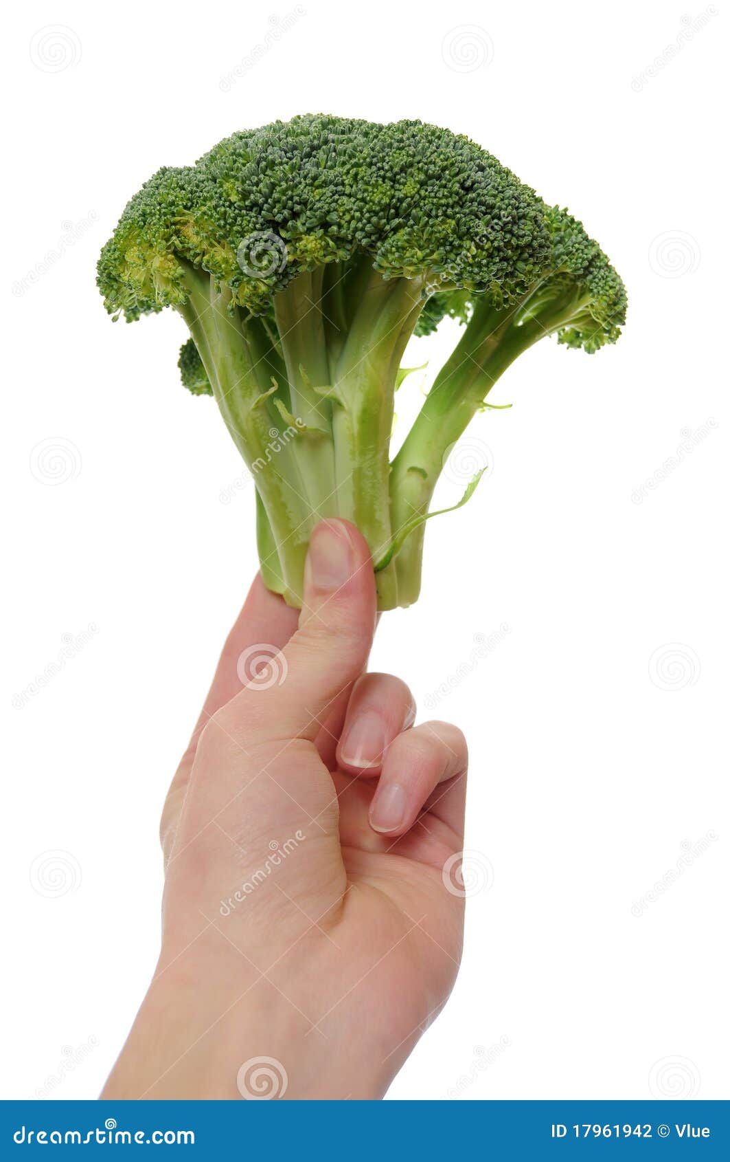 Hand holding Broccoli stock photo. Image of food, diet - 17961942